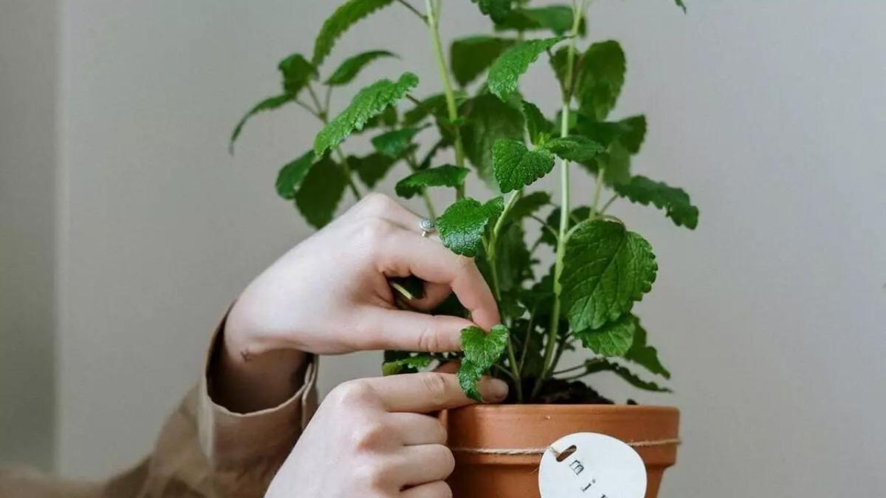 Como Cultivar Hortelã: Do 0 á Plantação Ideal! - MinutoFeed