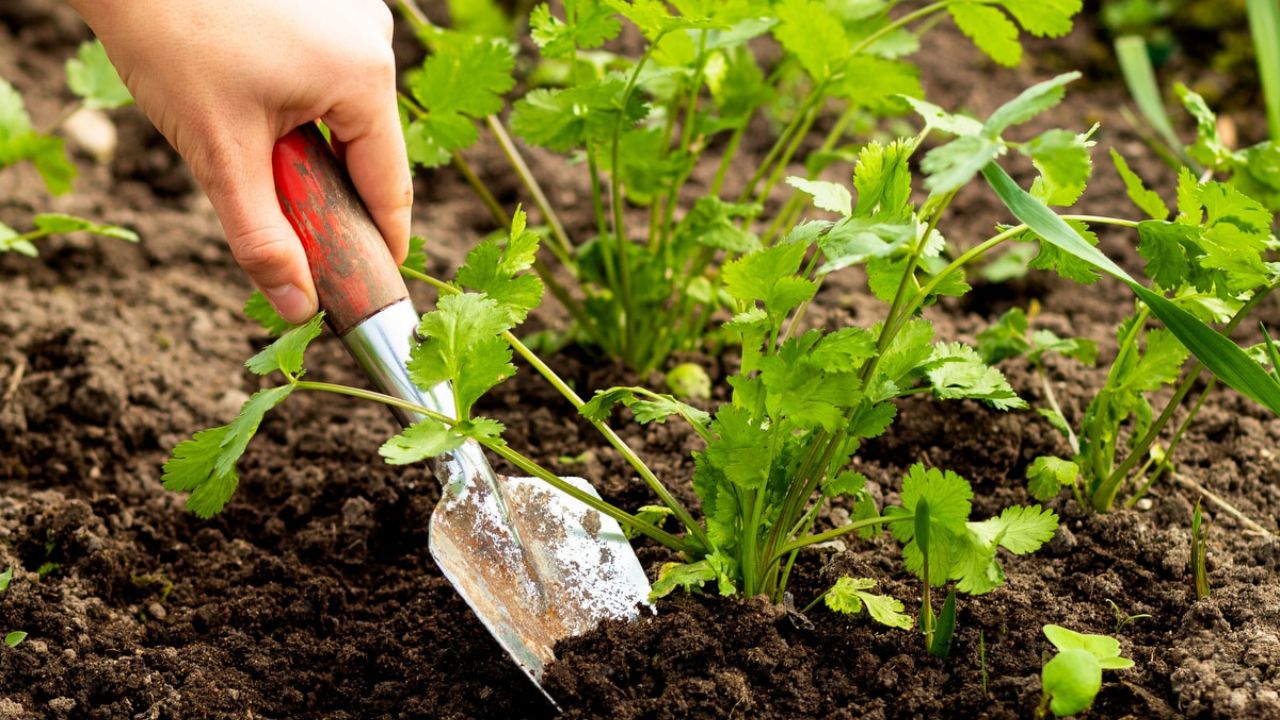 Como Plantar Coentro Igual um Profissional! - MinutoFeed