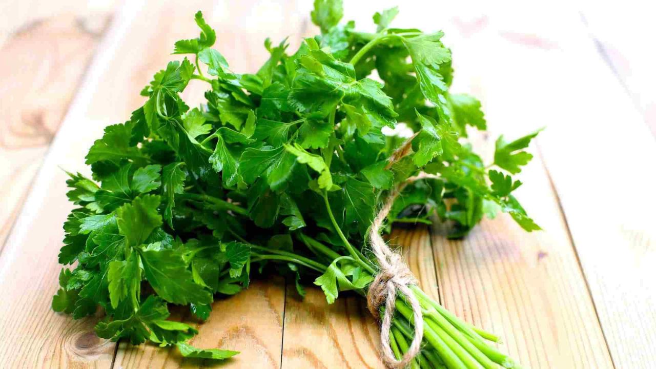 Como Plantar Salsa - MinutoFeed