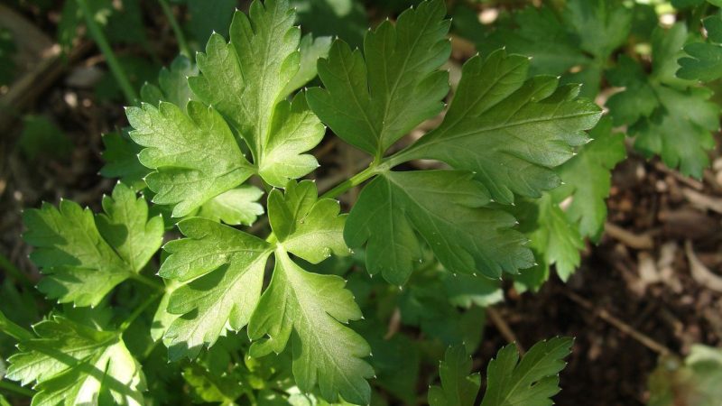 Como Plantar Salsa - MinutoFeed